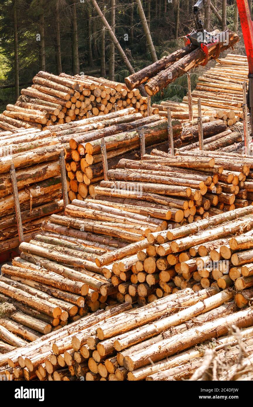 loading timber Timber Harvesting Carmarthenshire Wales Stock Photo - Alamy