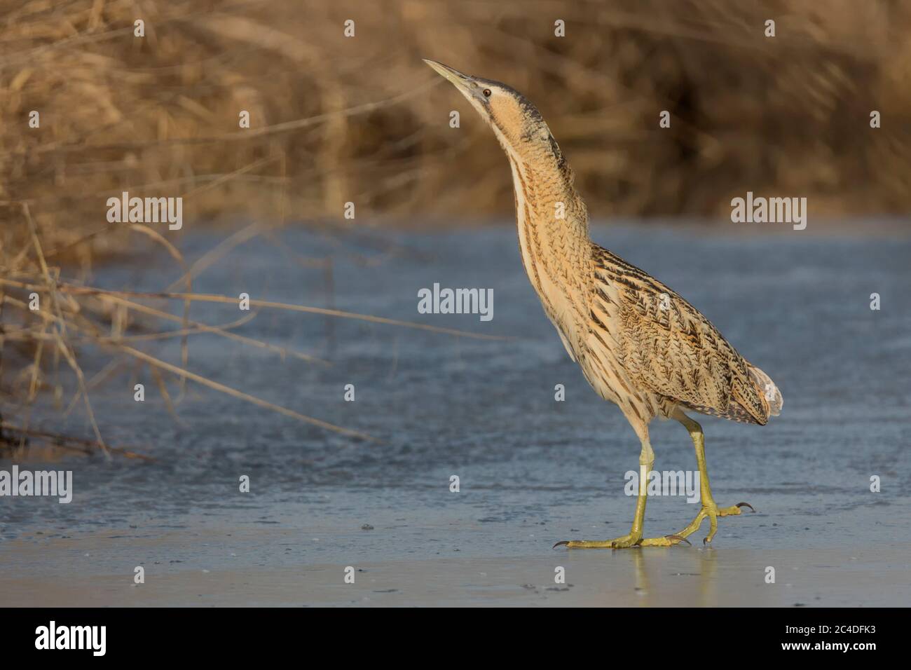 Bittern ( Botaurus stellaris Stock Photo - Alamy