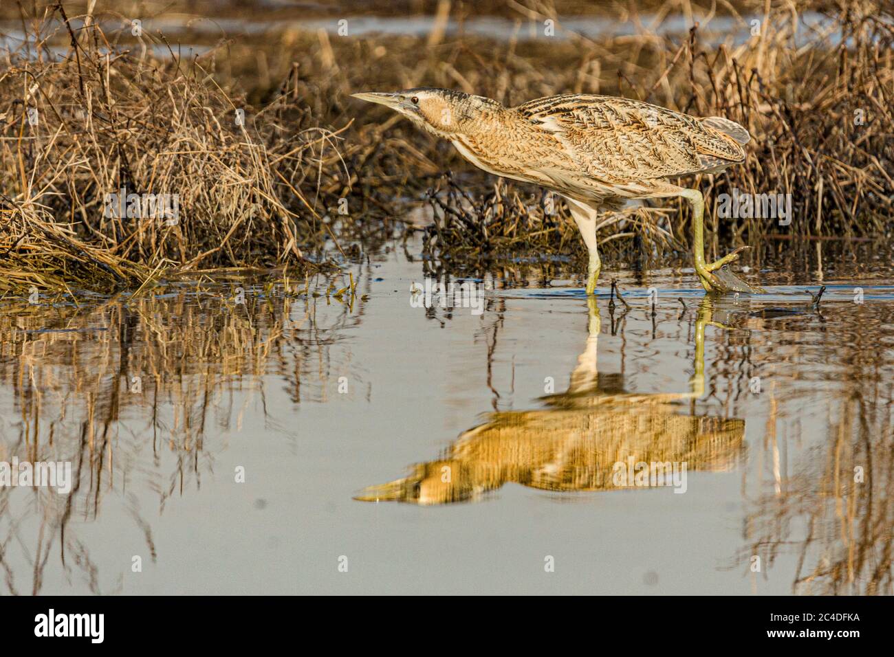 Bittern ( Botaurus stellaris Stock Photo - Alamy