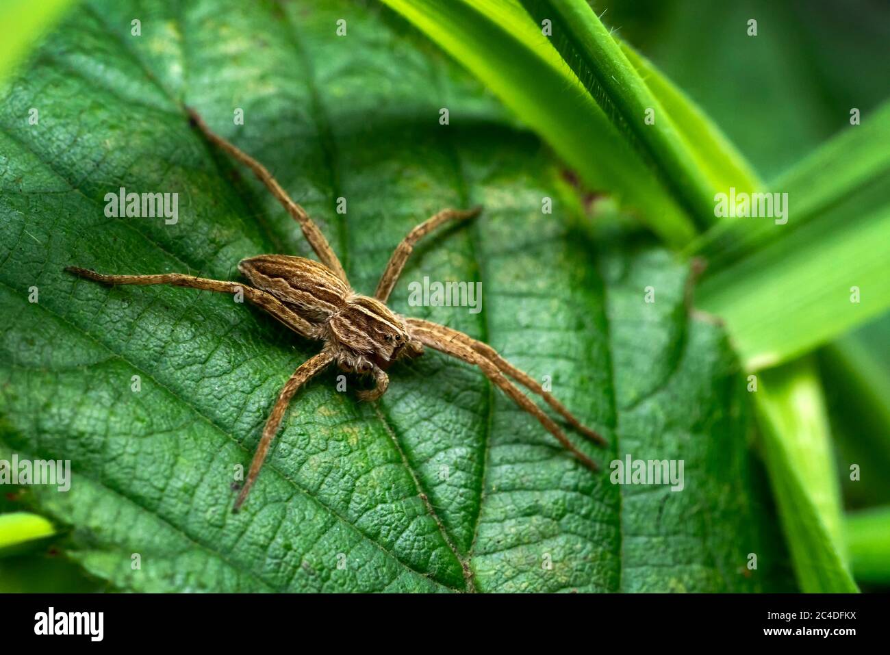 Wolf spider which waits in ambush to catch its prey Stock Photo - Alamy