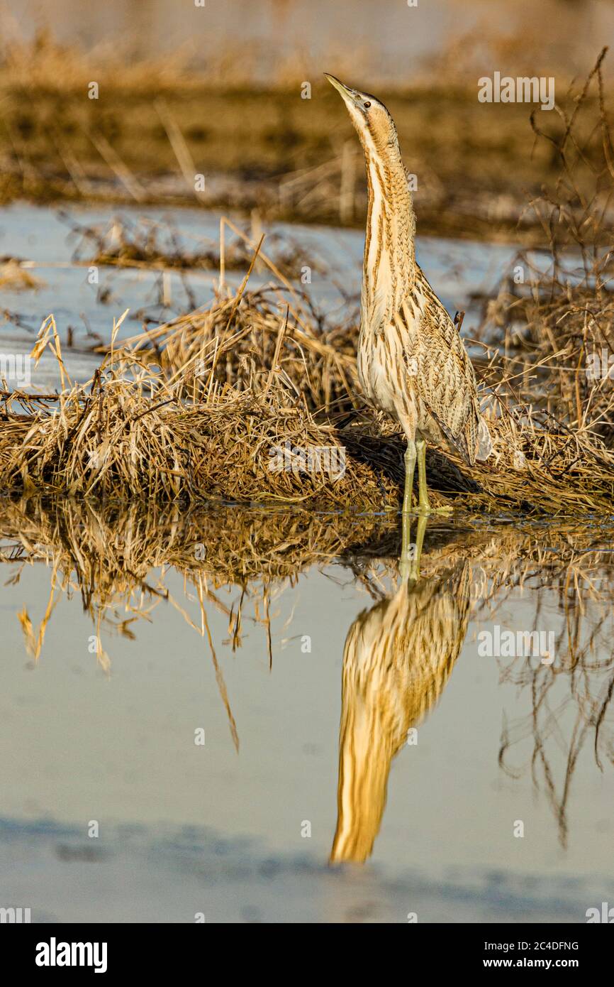 Bittern ( Botaurus stellaris Stock Photo - Alamy