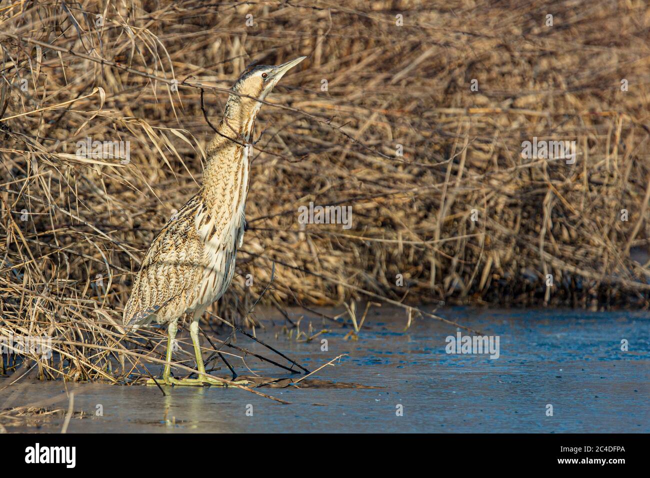 Bittern ( Botaurus stellaris Stock Photo - Alamy