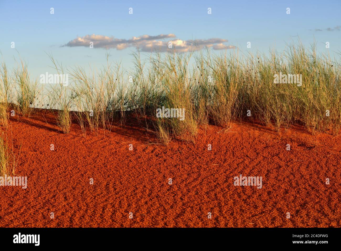 Kalahari sand dune in desert at sunset time Stock Photo - Alamy