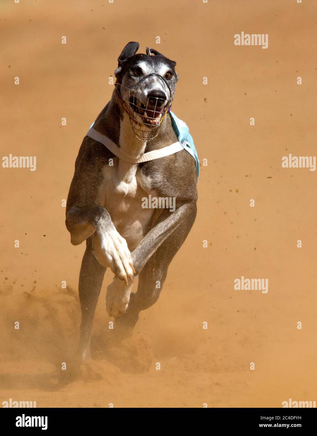 Greyhound race usa hi-res stock photography and images - Alamy