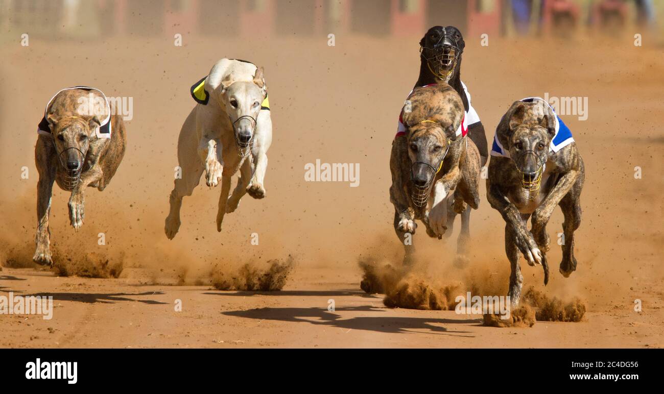 greyhound running racing Stock Photo - Alamy
