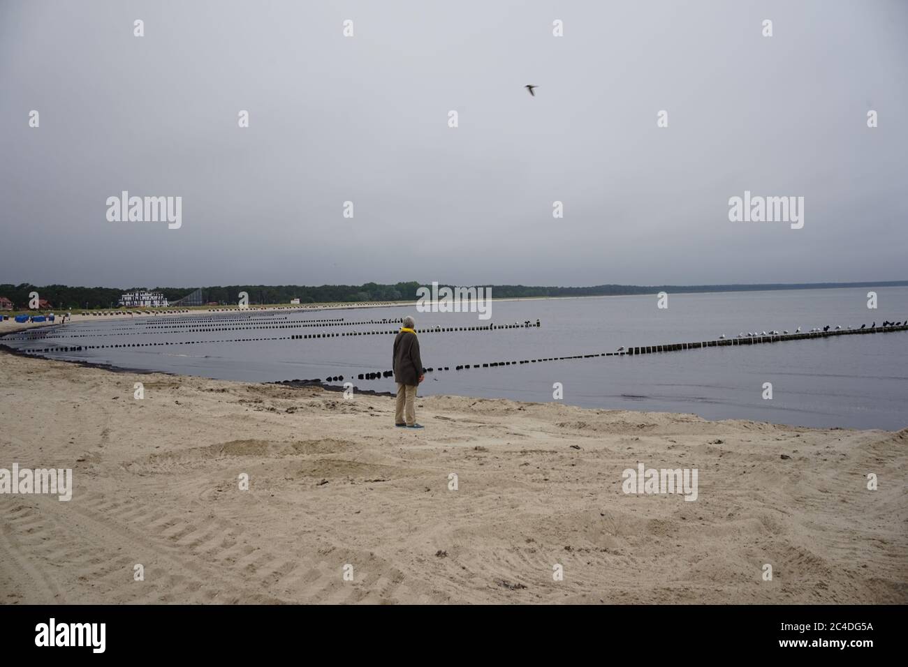 Smelly rotting algae at baltic sea beach in summer Stock Photo - Alamy