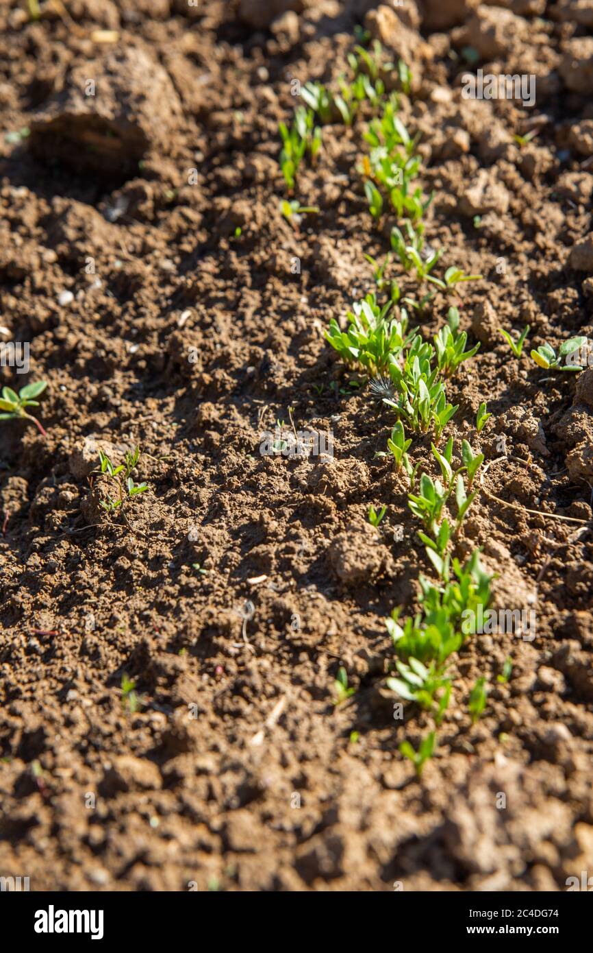 Black cumin growing tiny sprouts, vertical Stock Photo - Alamy