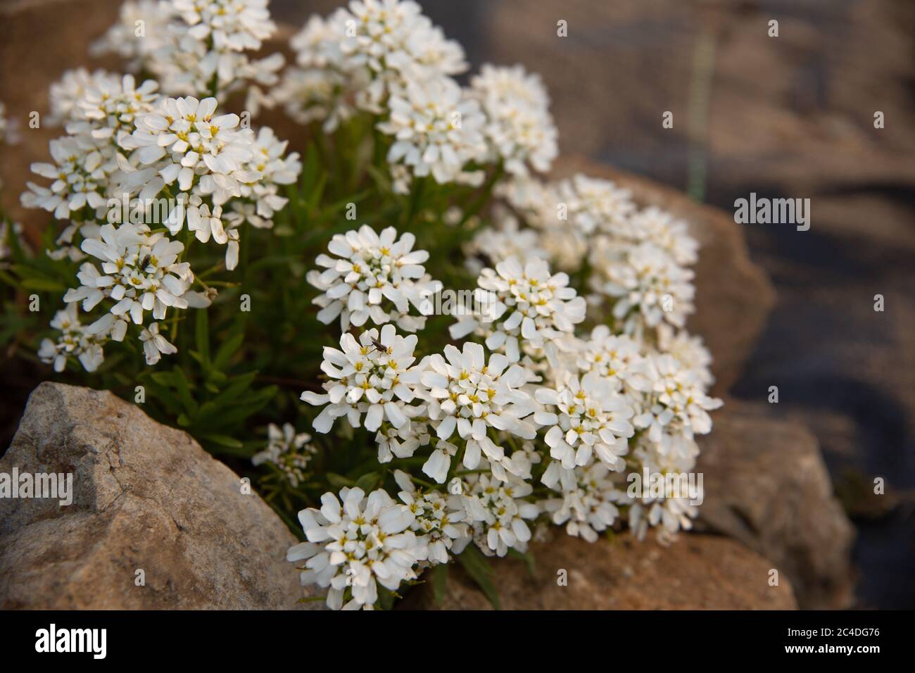 Iberis candytuft rock garden hi-res stock photography and images - Alamy