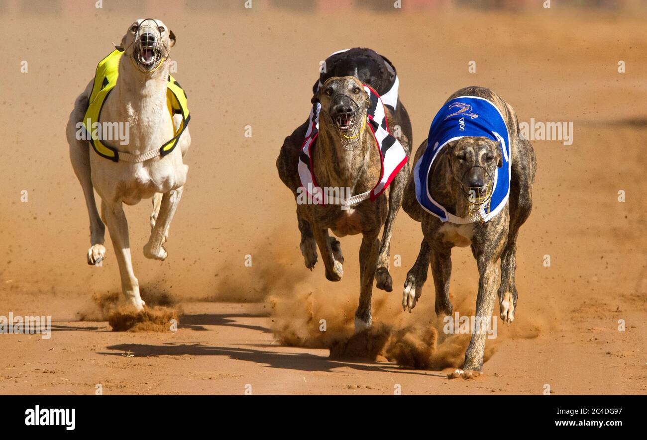 greyhound running racing Stock Photo - Alamy