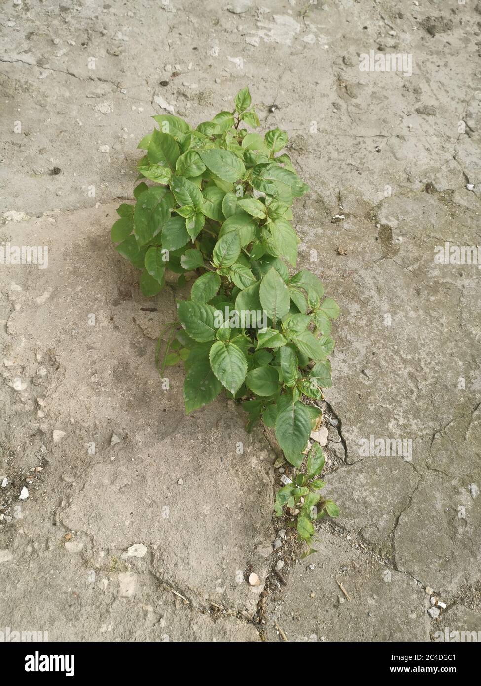 Close view of plant hi-res stock photography and images - Alamy