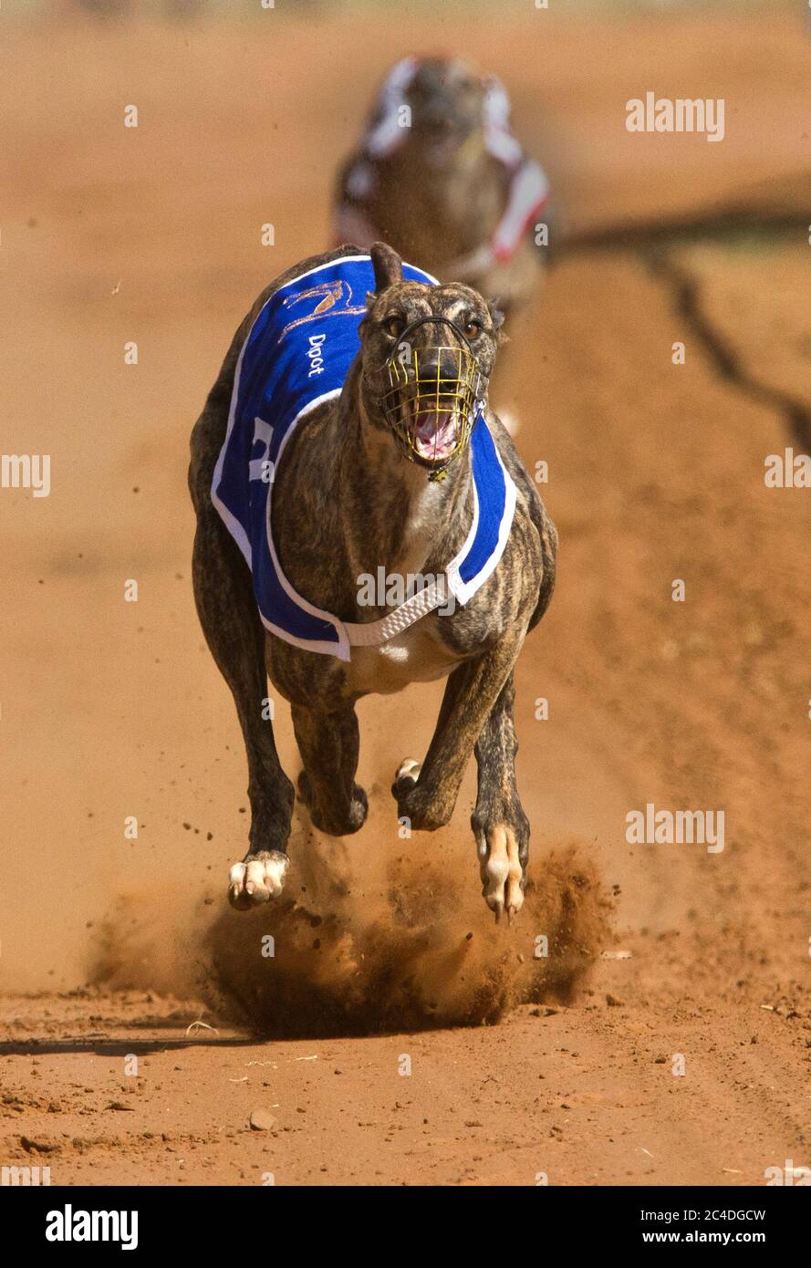 greyhound running racing Stock Photo - Alamy