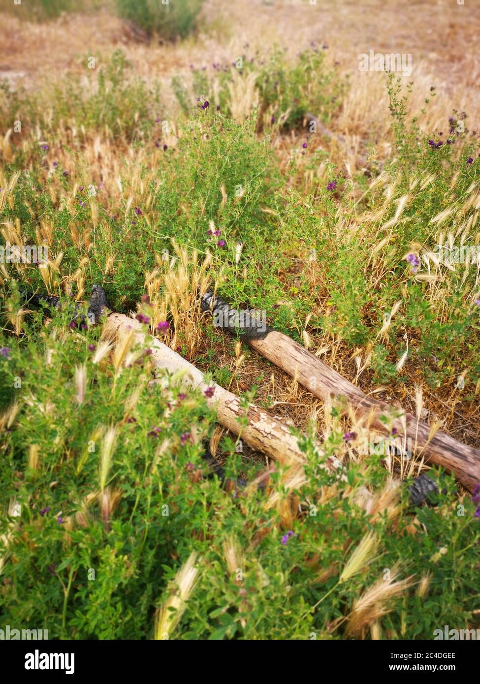 Burned black yellow grass texture hi-res stock photography and images ...