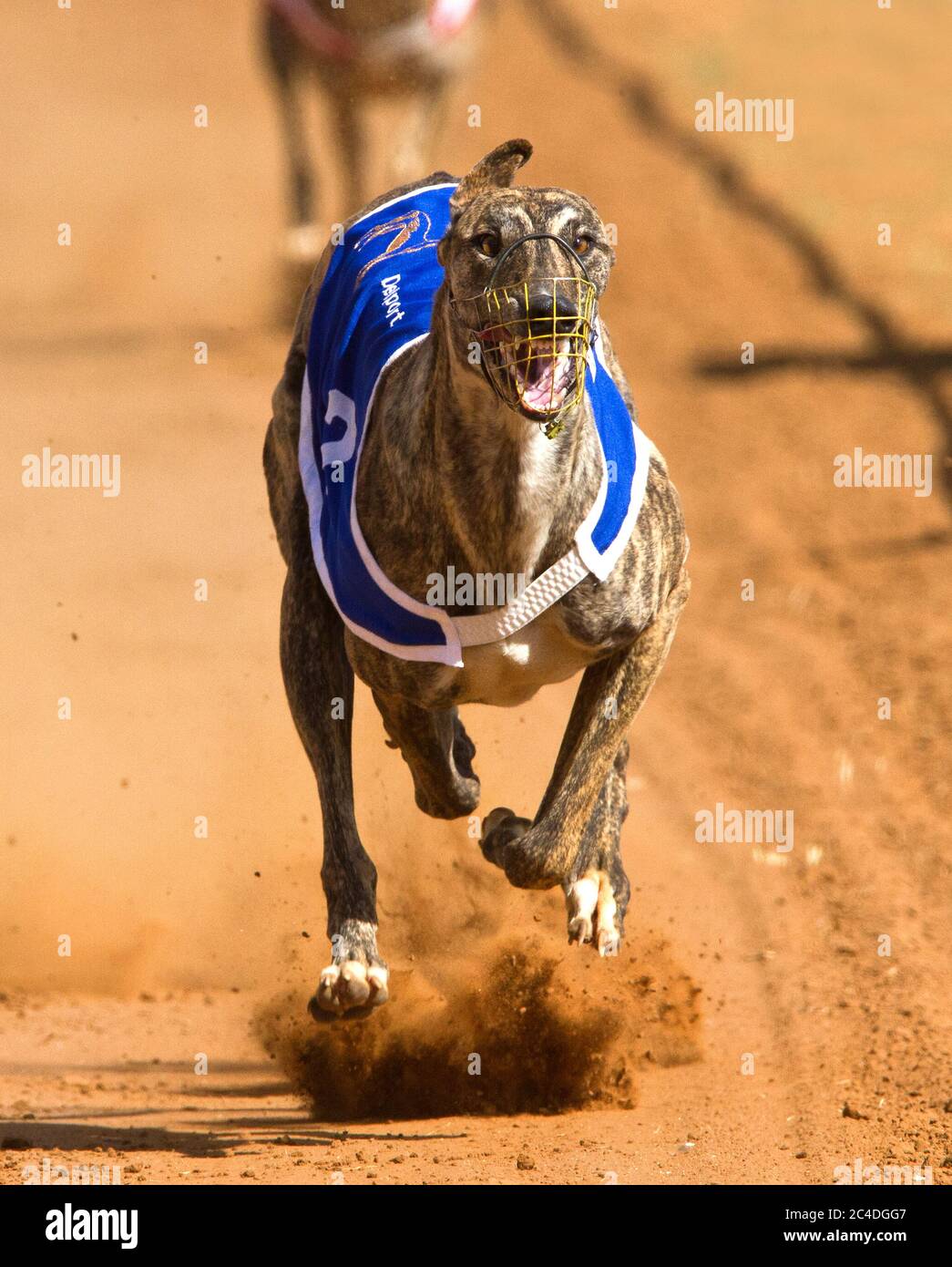 Greyhound running background hi-res stock photography and images - Alamy