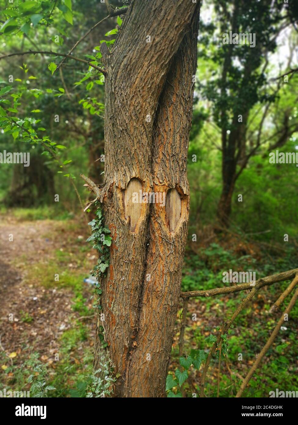 Vertical shot of a twisted tree trunk on the forest Stock Photo - Alamy