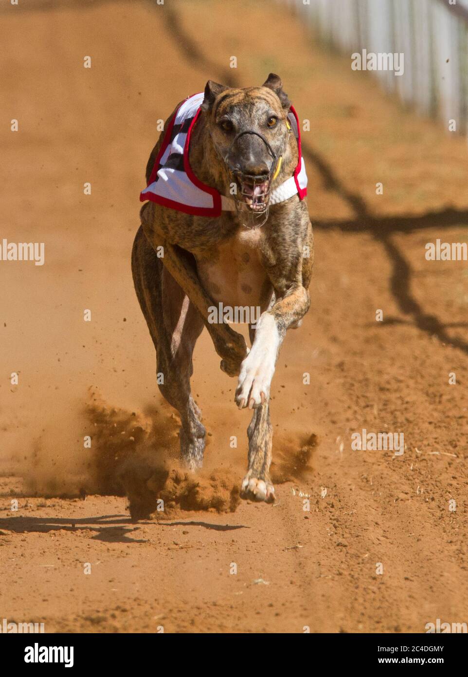greyhound running racing Stock Photo - Alamy