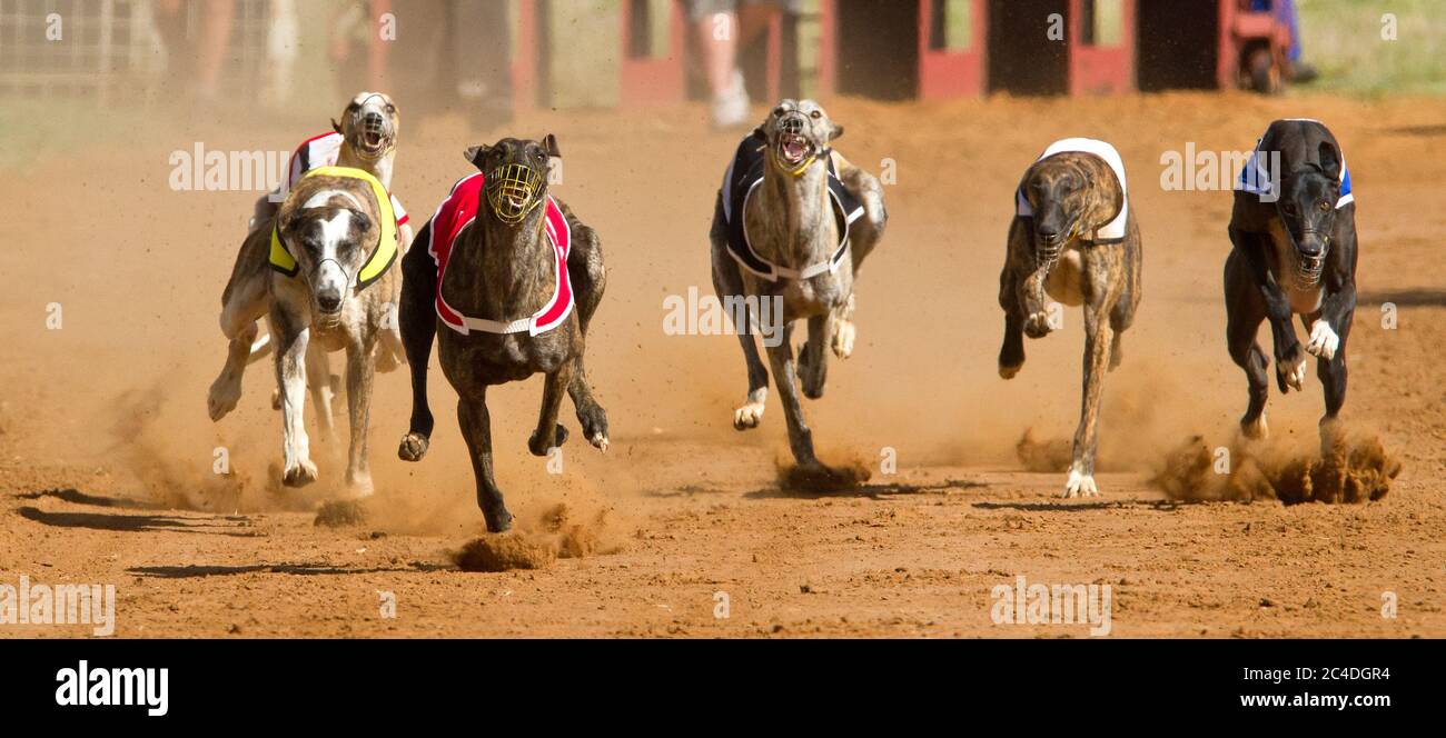 Greyhound racing hi-res stock photography and images - Alamy