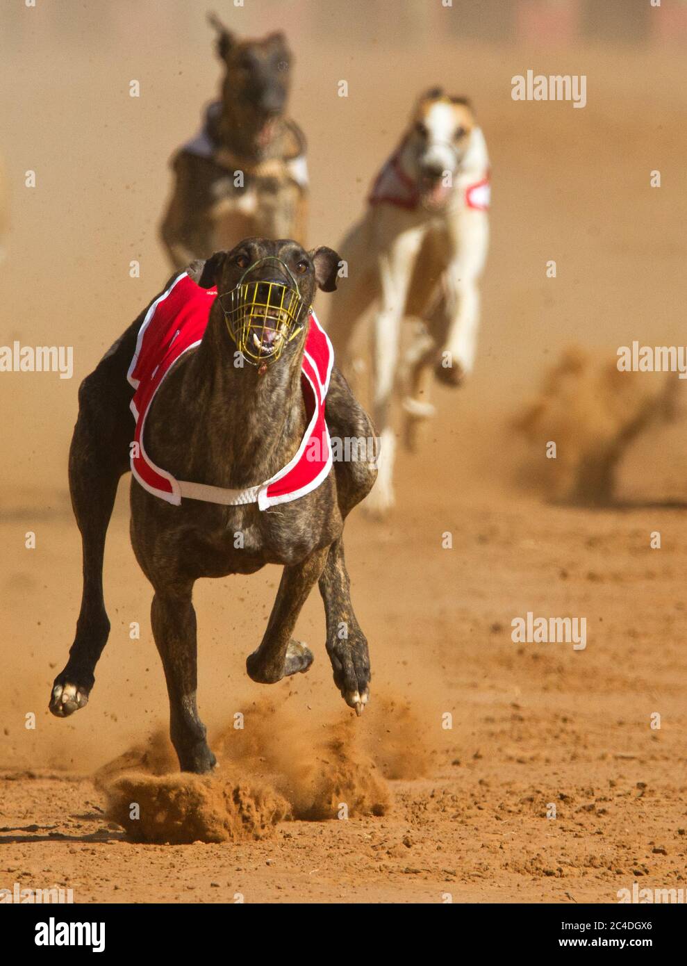 greyhound running racing Stock Photo - Alamy