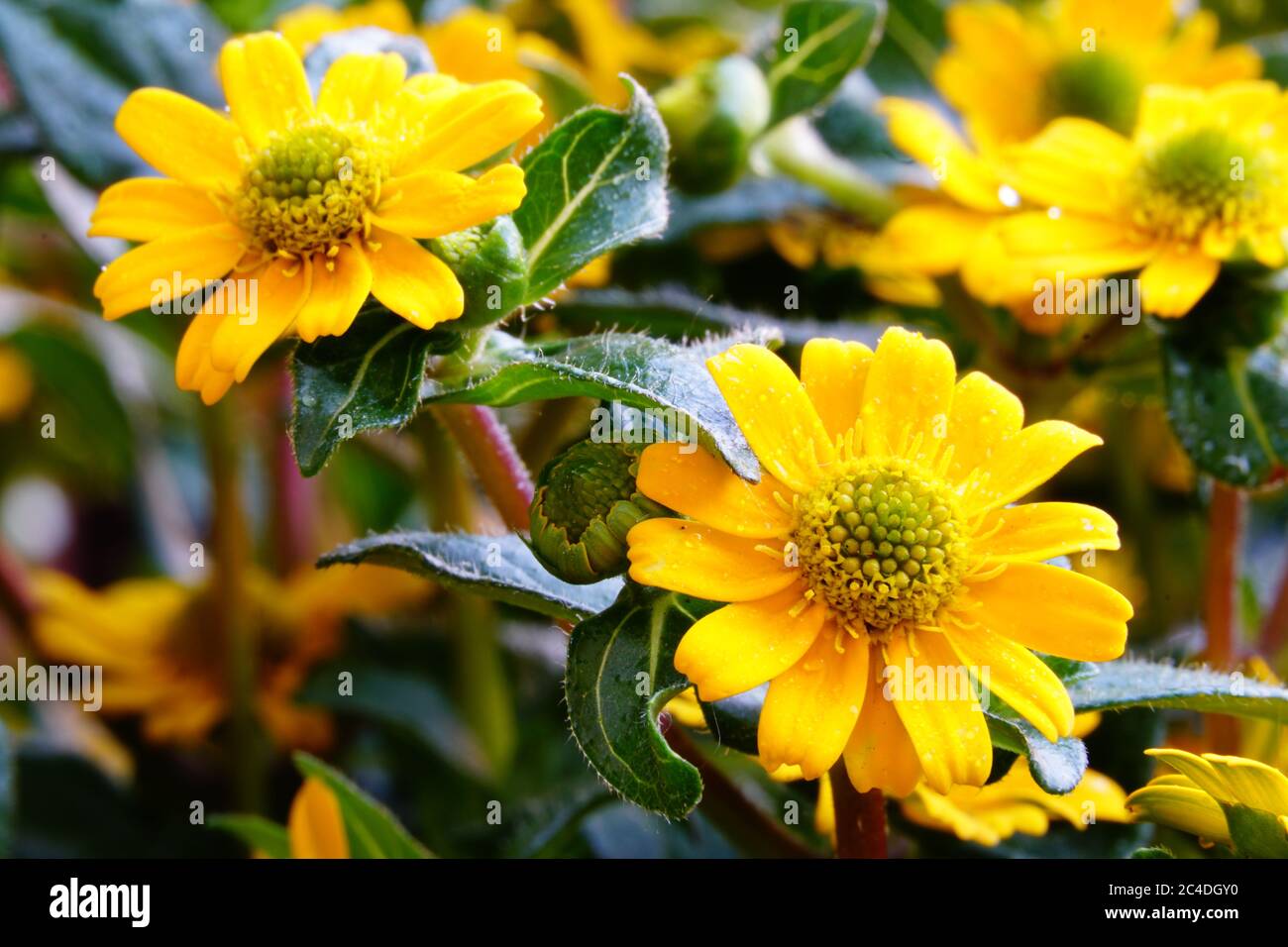 Yellow flowers in the garden Stock Photo - Alamy