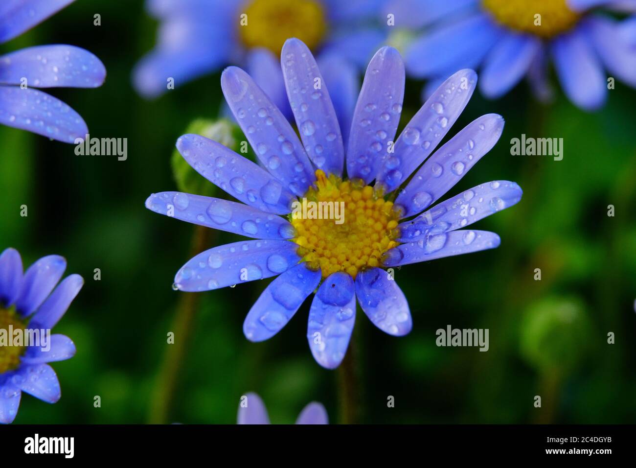 Blue daisy flowers in the garden Stock Photo - Alamy