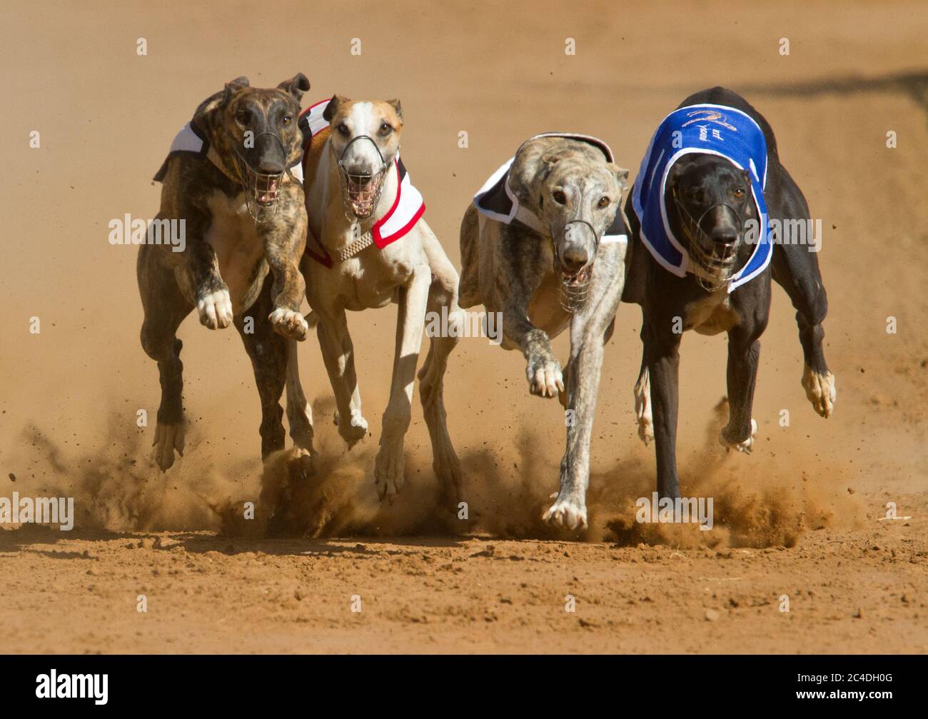 greyhound running racing Stock Photo - Alamy
