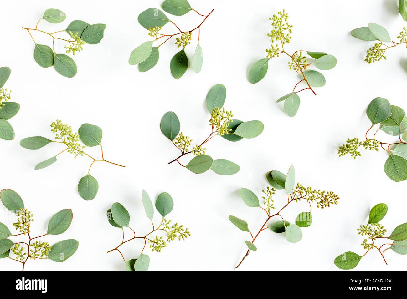 Background Texture made of green leaves, branches eucalyptus populus ...