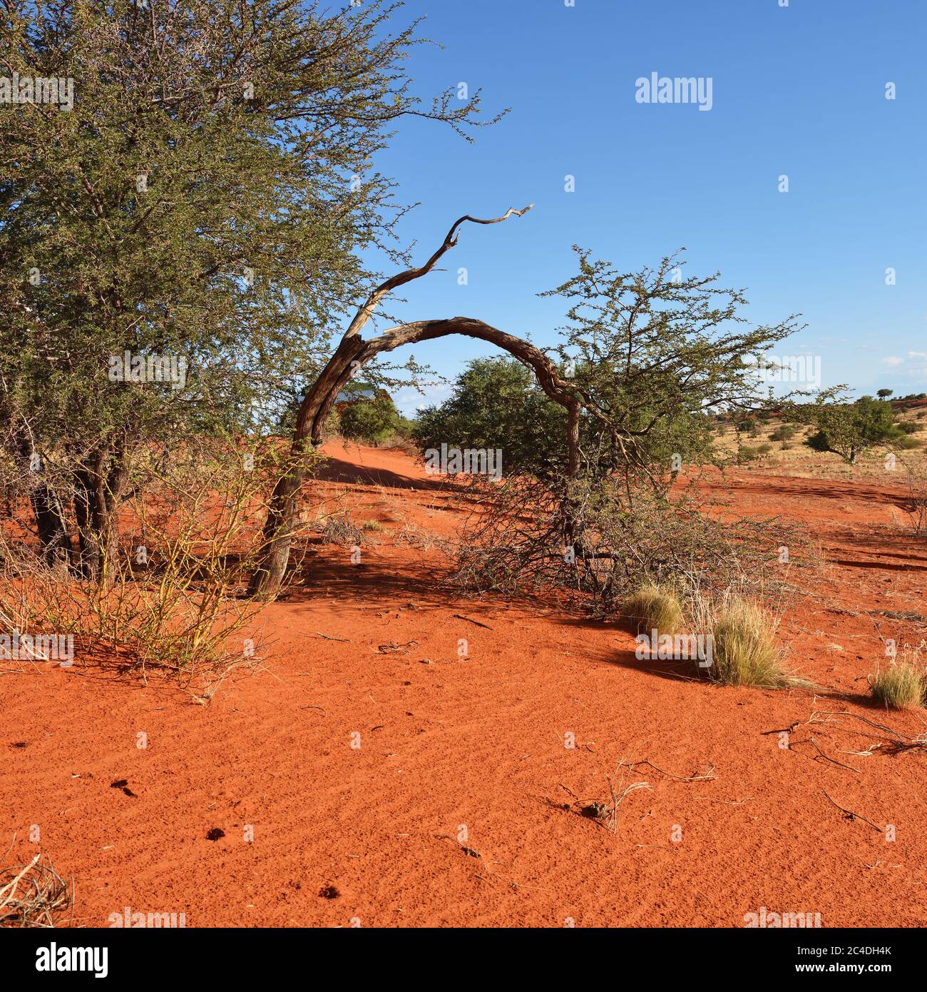 Kalahari desert at sunset time, Namibia, Africa Stock Photo - Alamy