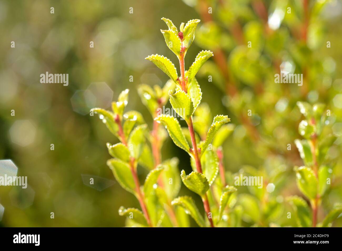 Buchu High Resolution Stock Photography and Images - Alamy