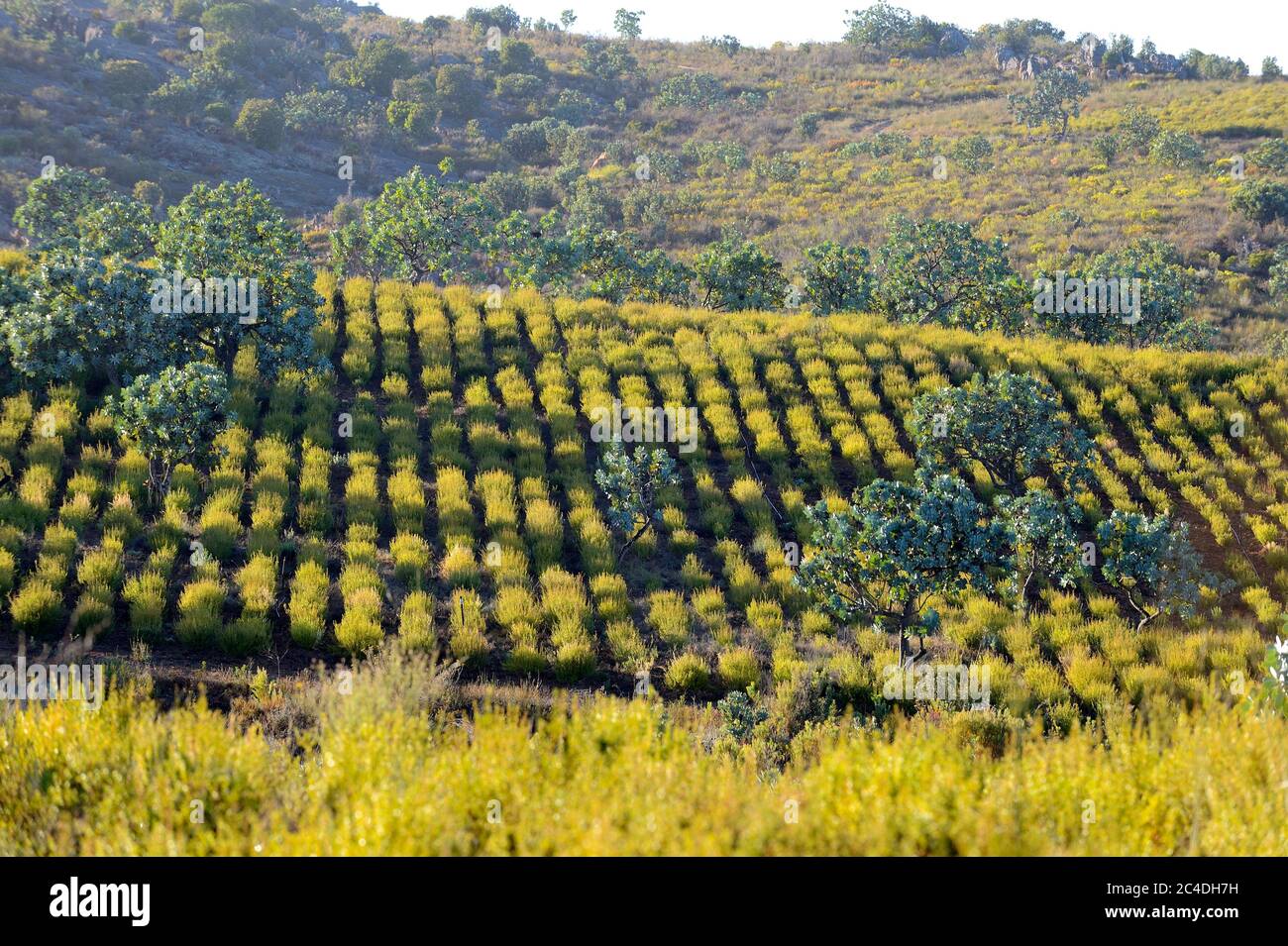 Buchu Plant Africa High Resolution Stock Photography and Images - Alamy