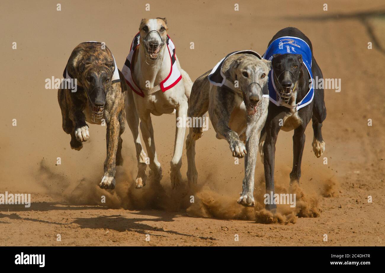 greyhound running racing Stock Photo - Alamy