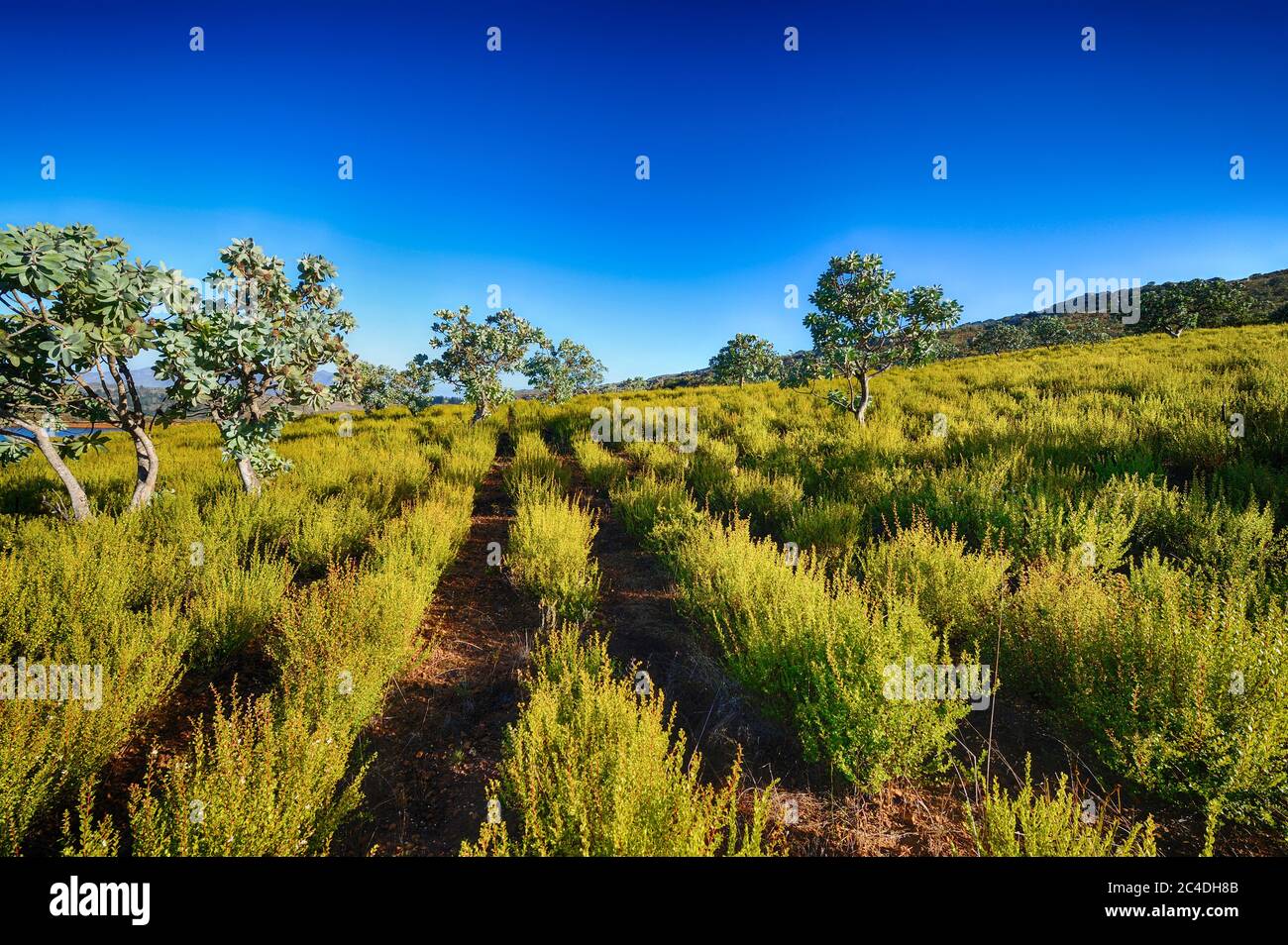 Herb Plantation High Resolution Stock Photography and Images - Alamy