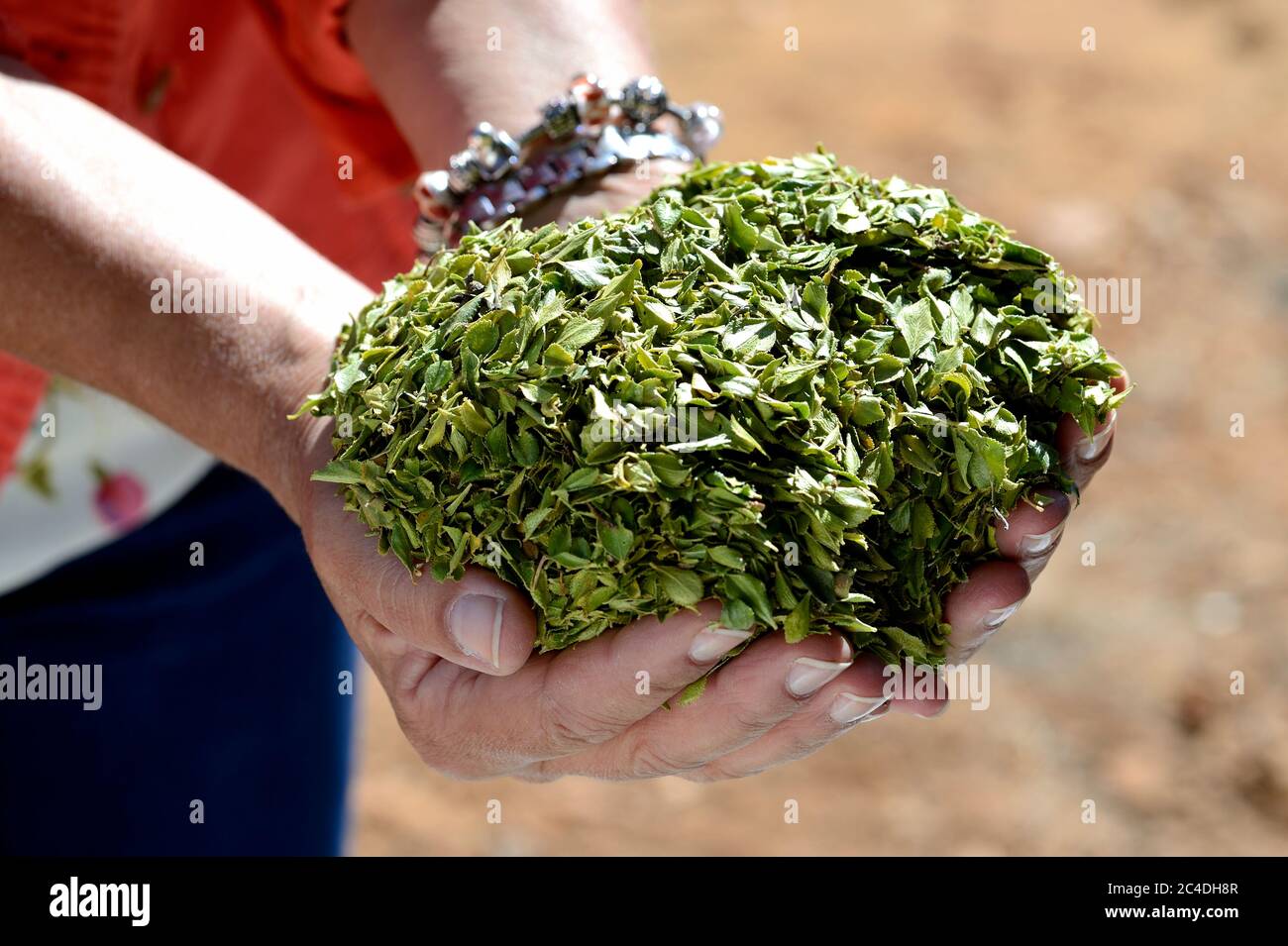 Buchu High Resolution Stock Photography and Images - Alamy