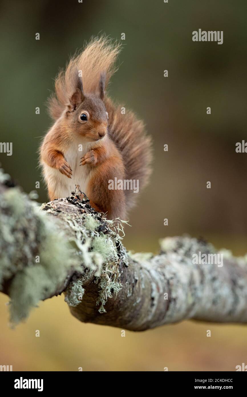 A Eurasian Red Squirrel (Sciurus vulgaris) in its winter coat within ...