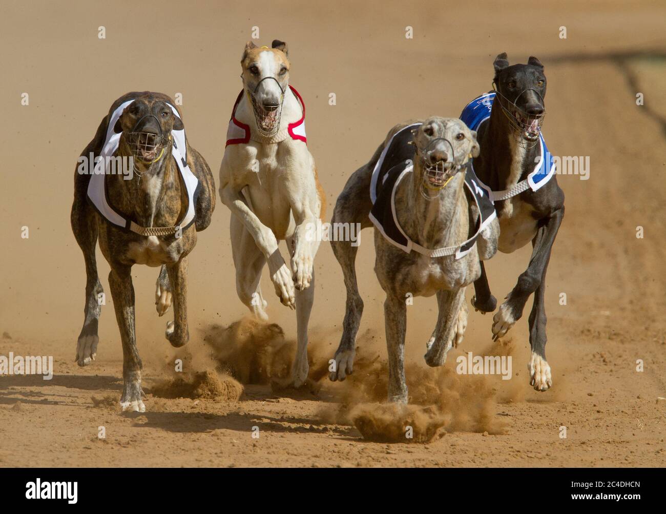 greyhound running racing Stock Photo - Alamy