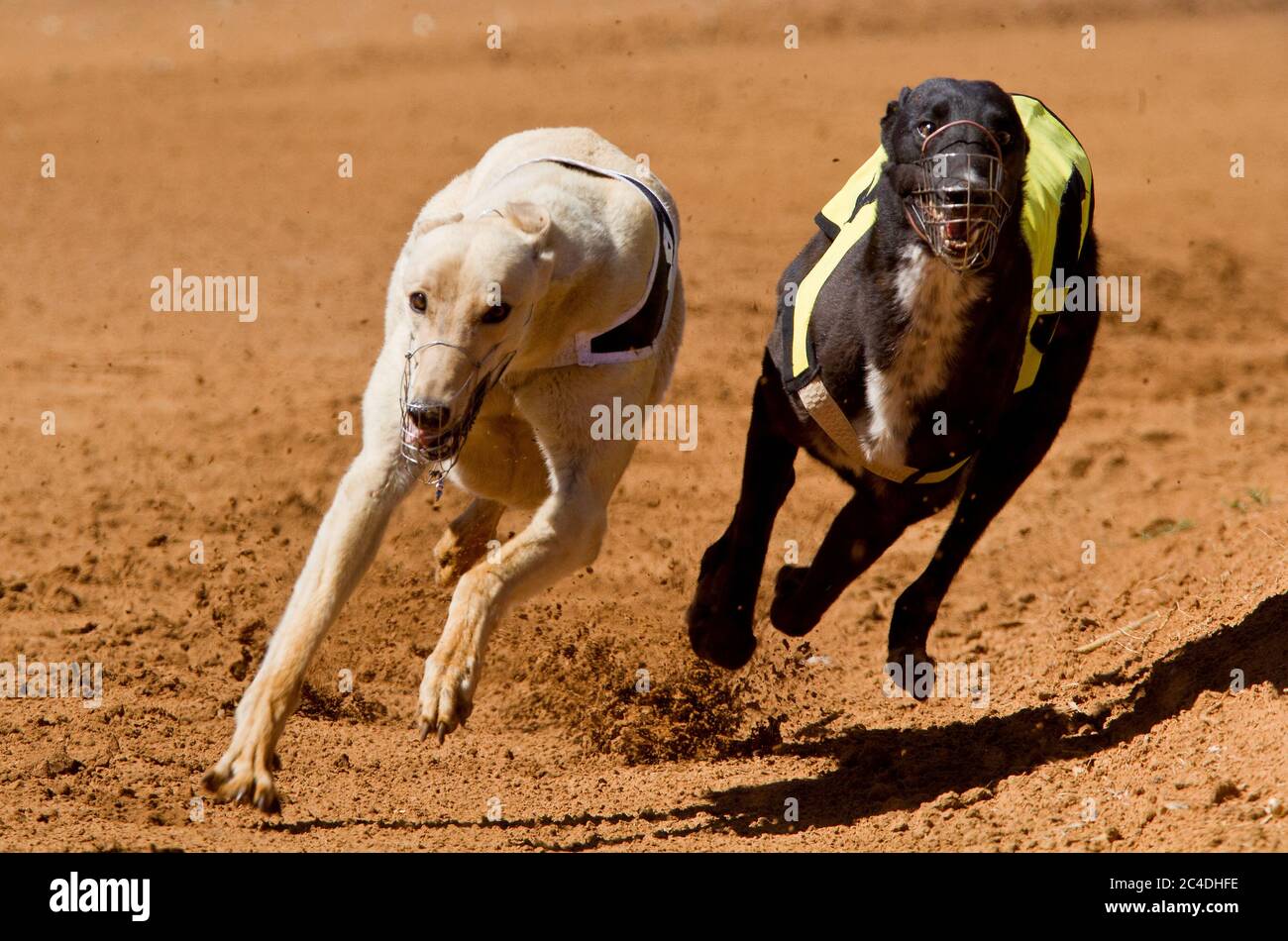 Florida greyhound hi-res stock photography and images - Alamy