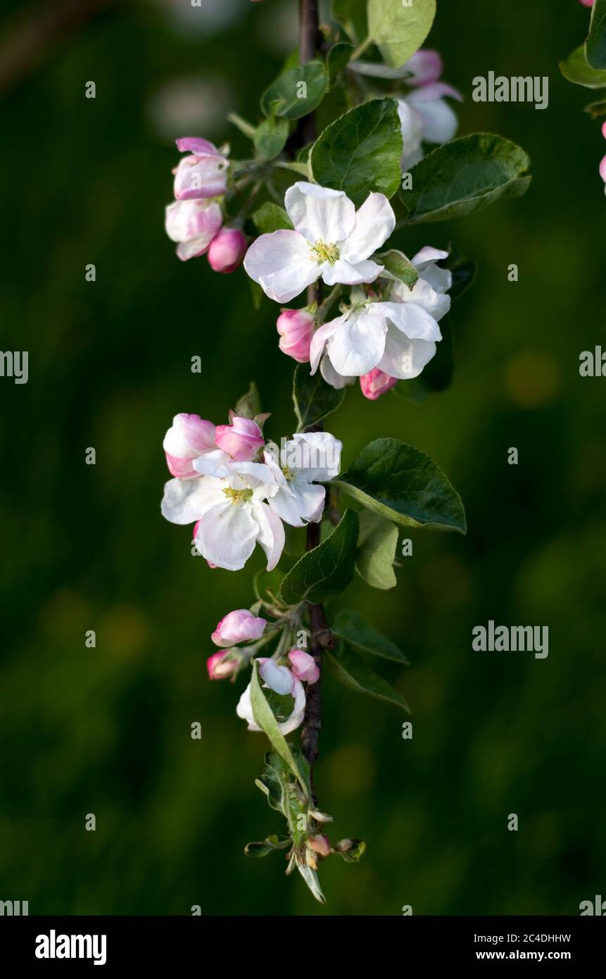 Branch of the flowering apple tree in the cloudy day, june Sainy ...