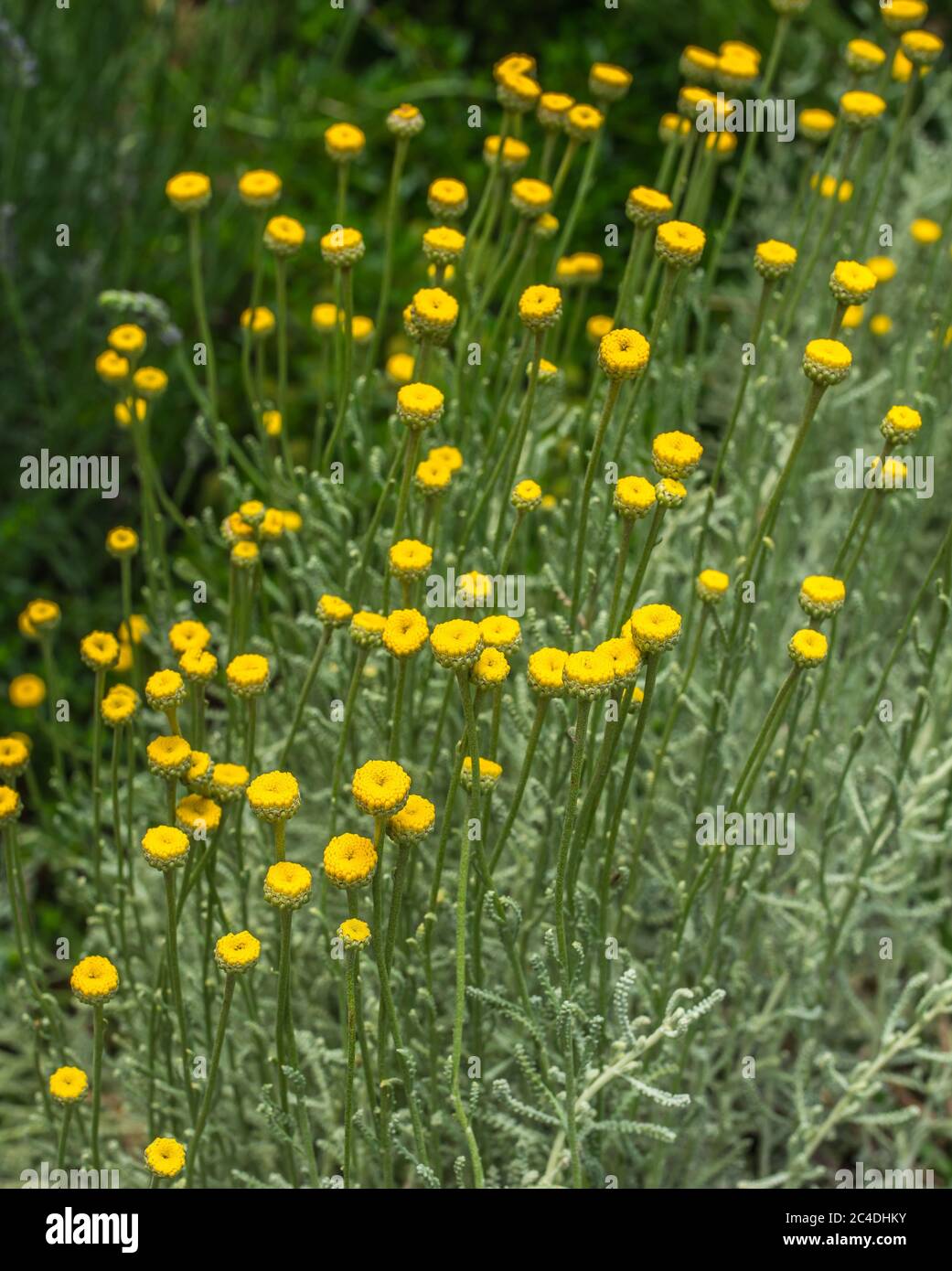 Santolina chamaecyparissus hi-res stock photography and images - Alamy