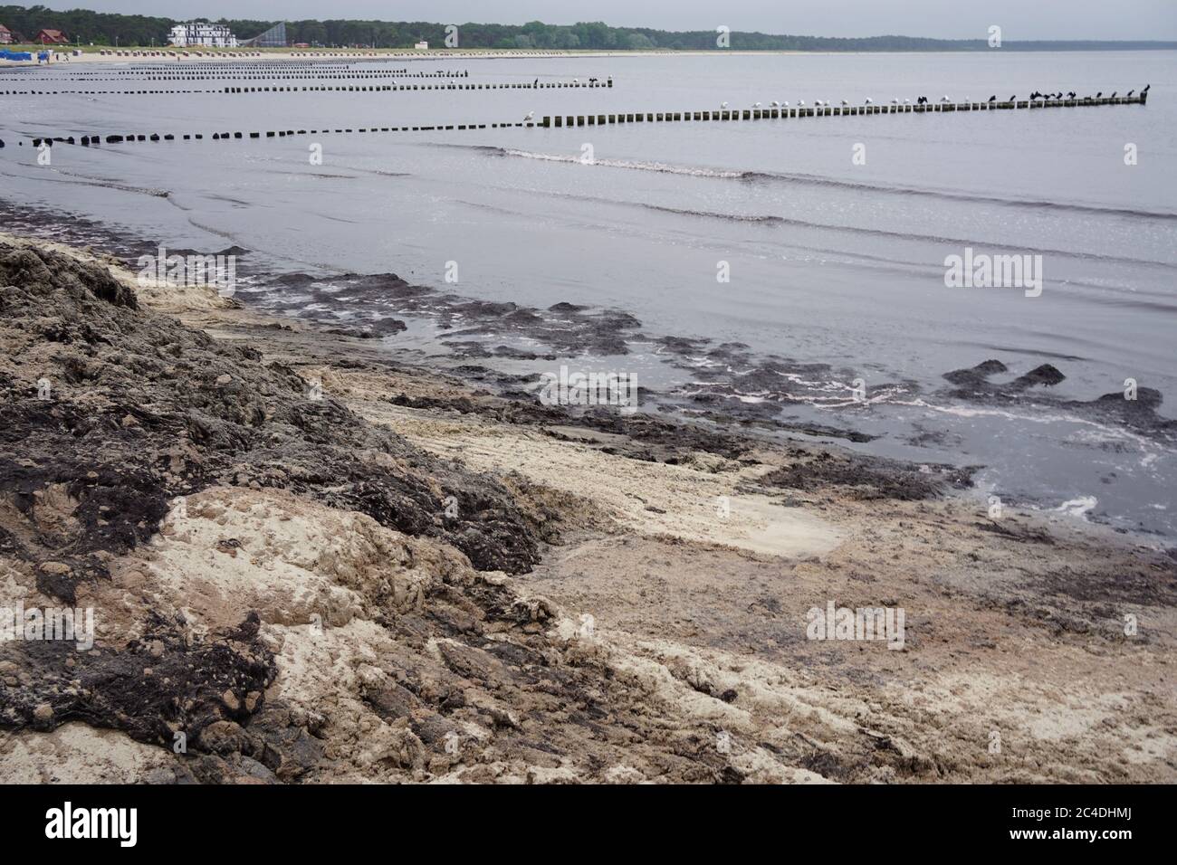 Seaweed decomposition hi-res stock photography and images - Alamy