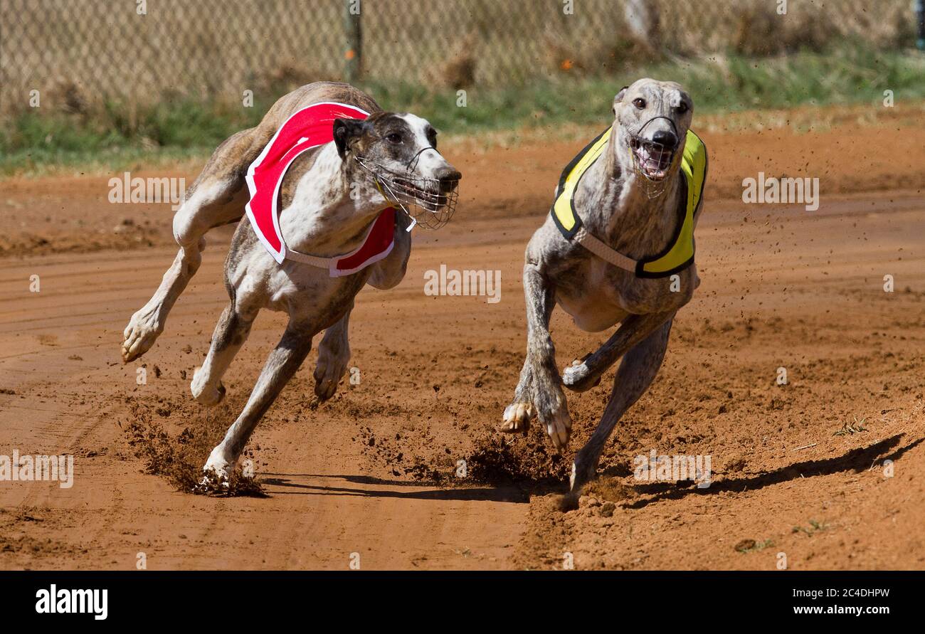 Greyhound race usa hi-res stock photography and images - Alamy