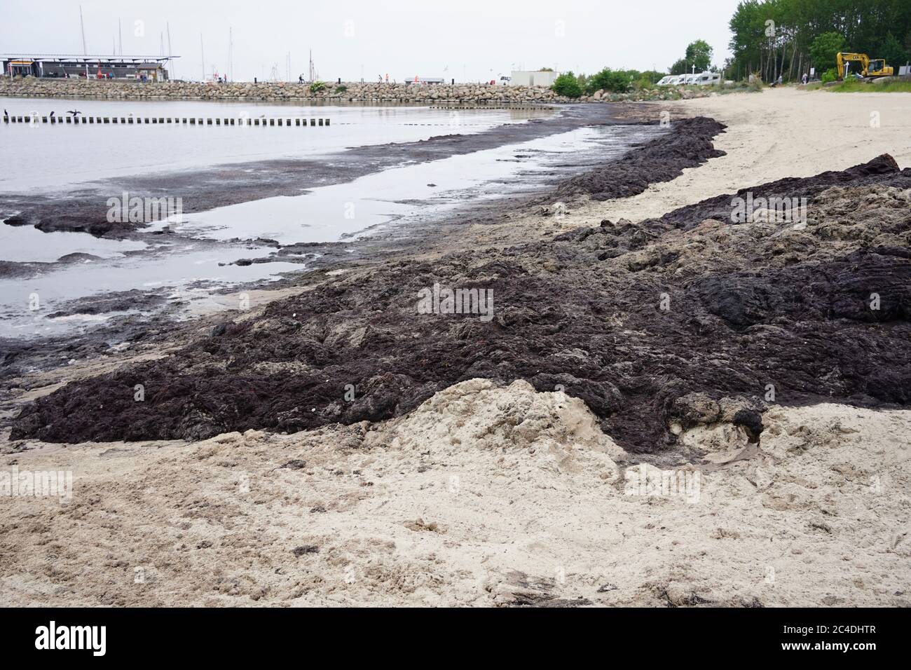 Seaweed decomposition hi-res stock photography and images - Alamy