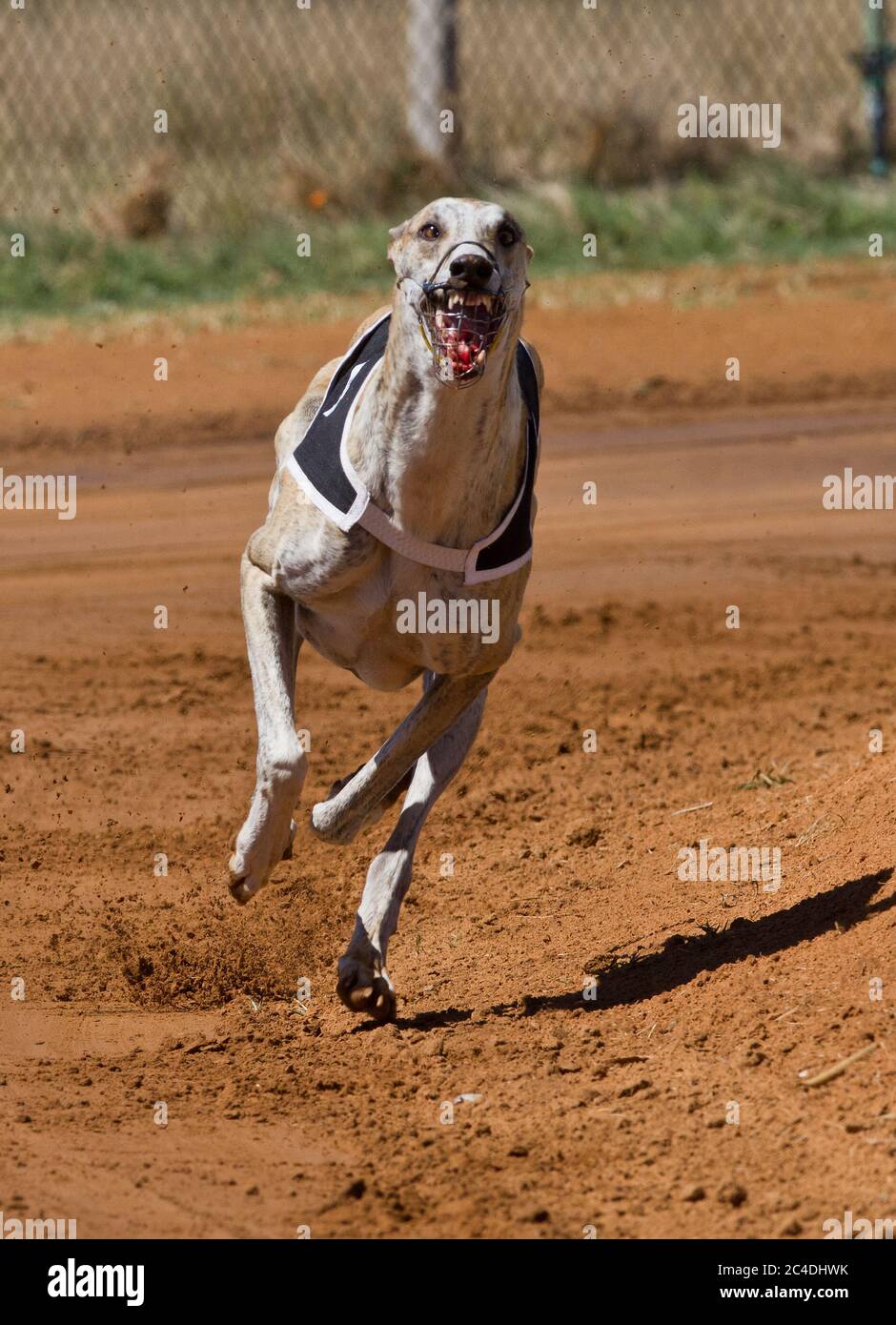 greyhound running racing Stock Photo - Alamy