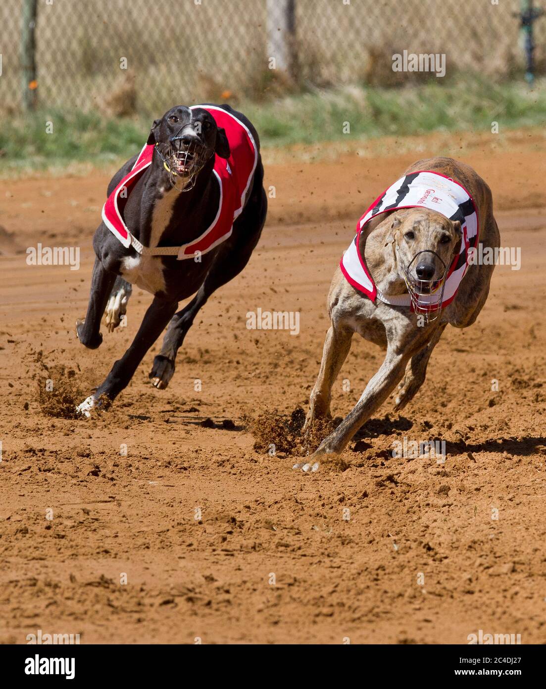 Greyhound race hi-res stock photography and images - Alamy