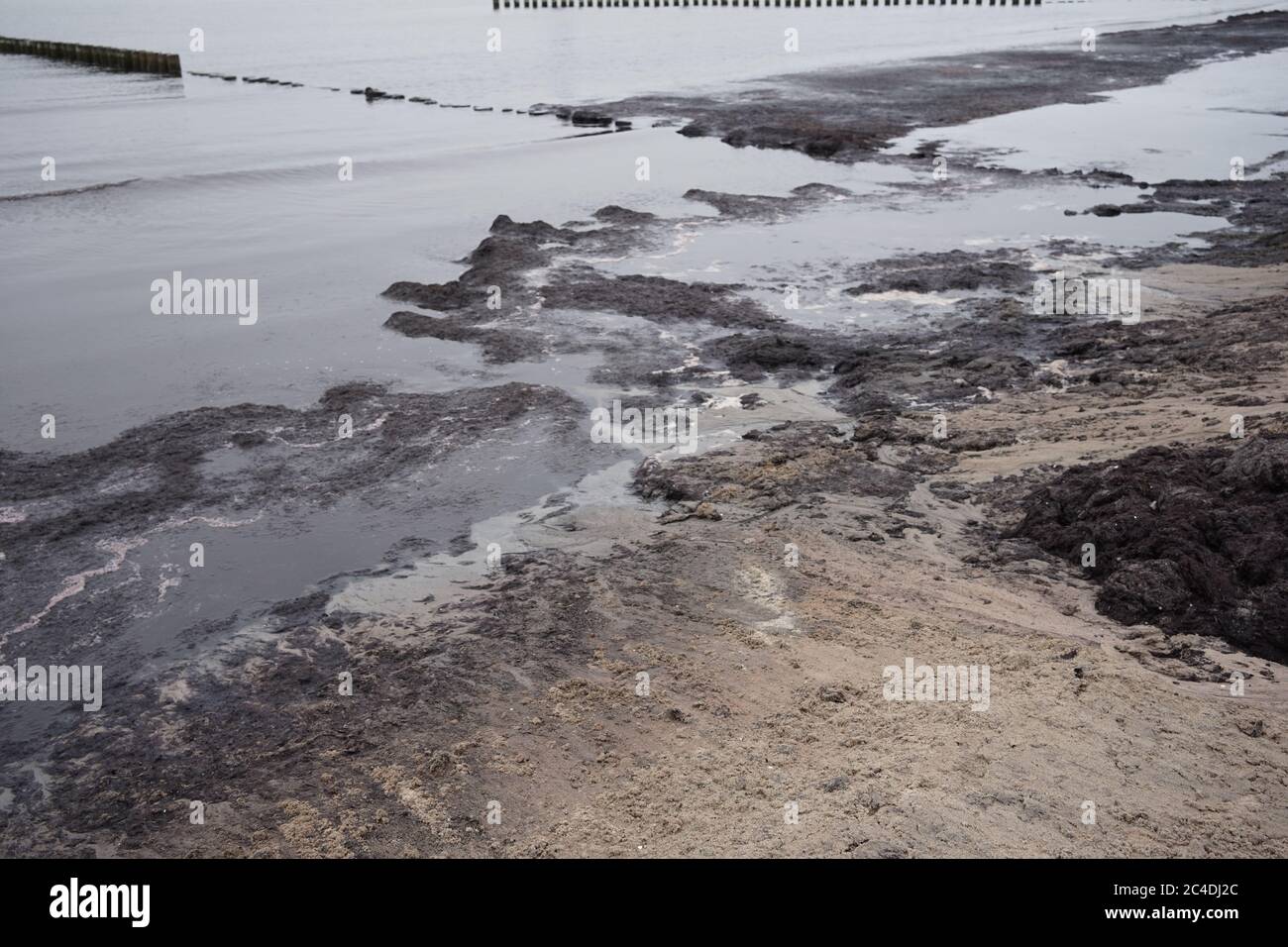 Seaweed decomposition hi-res stock photography and images - Alamy