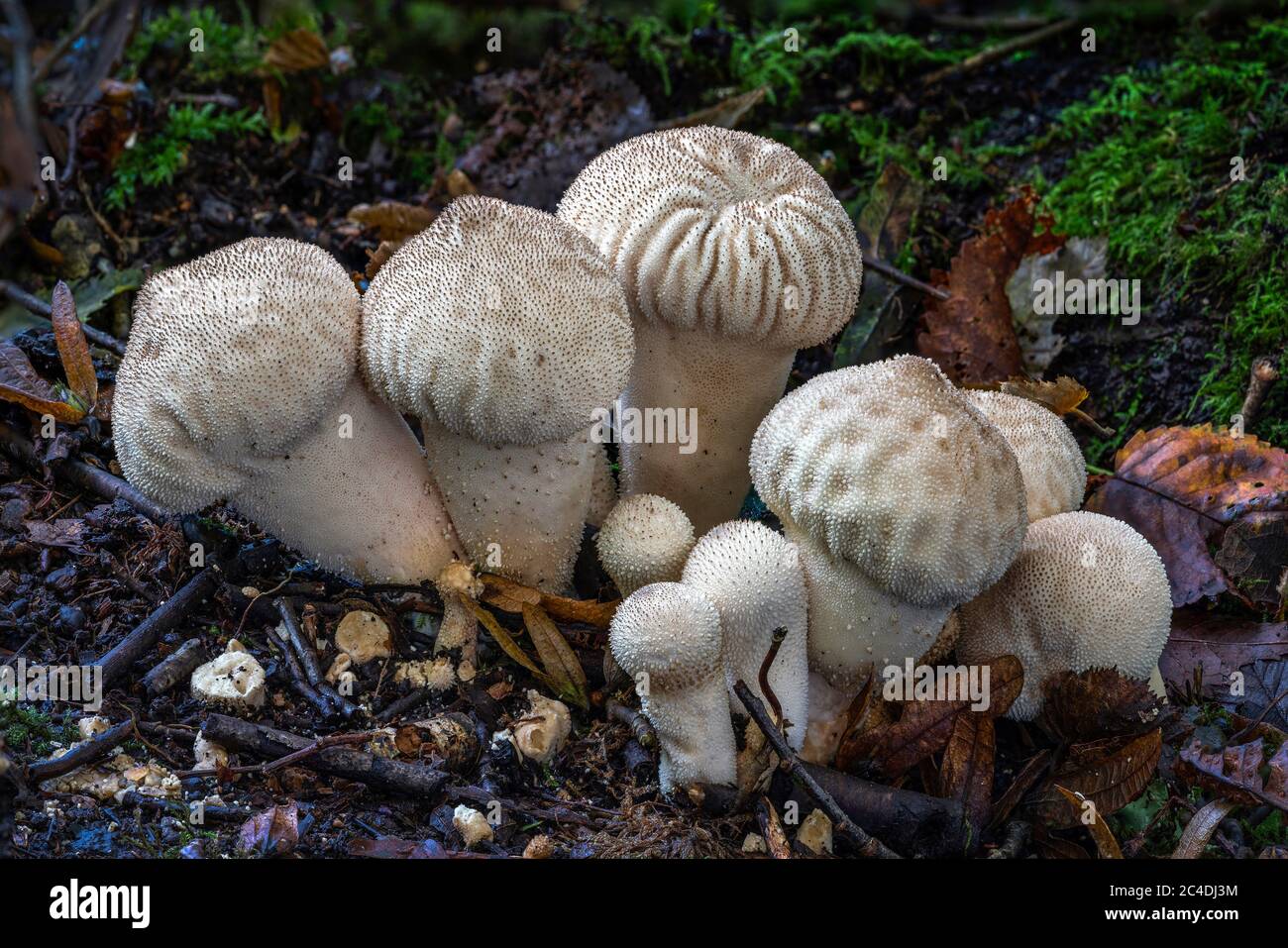 Toadstools are often called mushrooms hi-res stock photography and ...