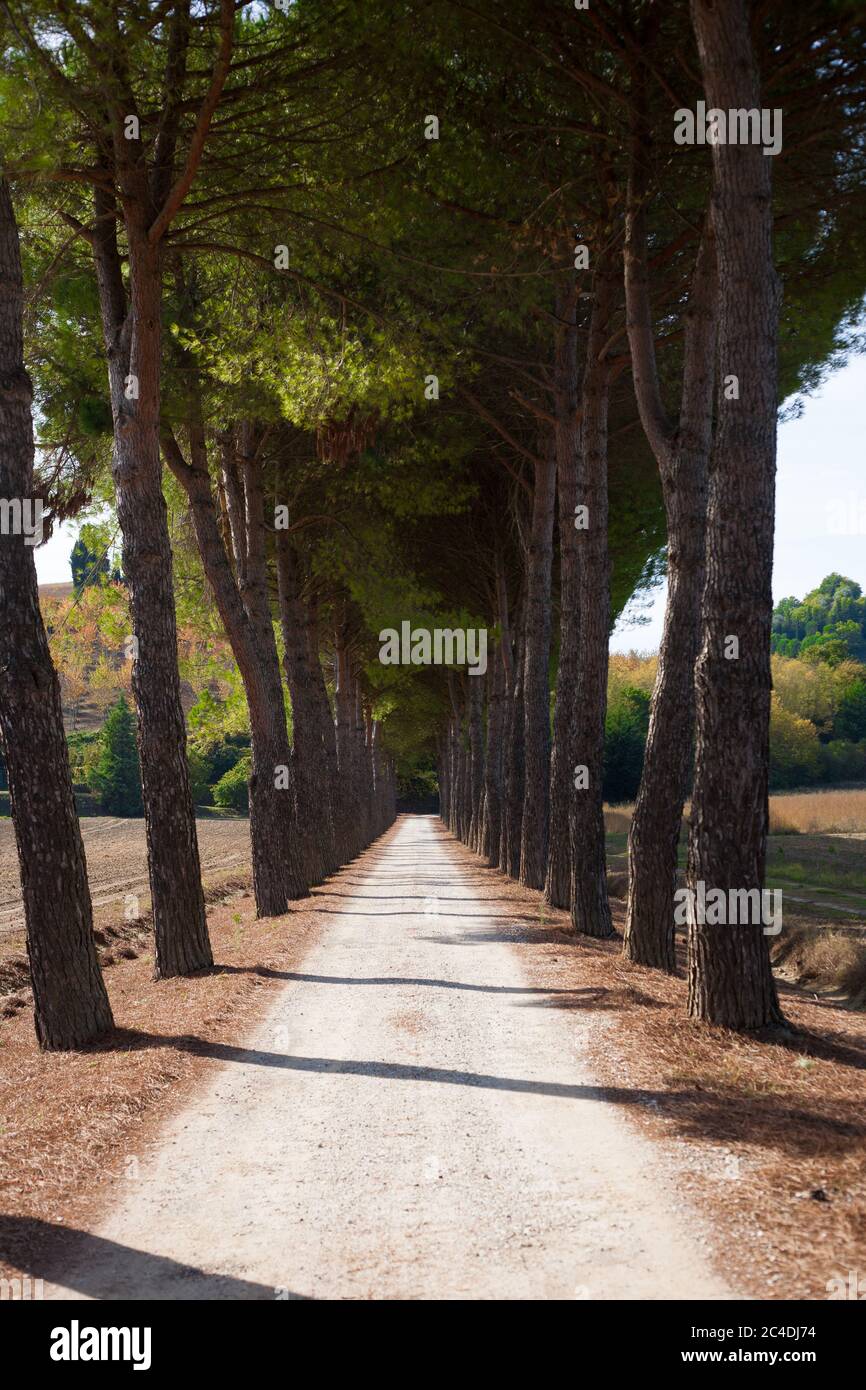 Road running through fir tree alley in Tuscany Stock Photo - Alamy