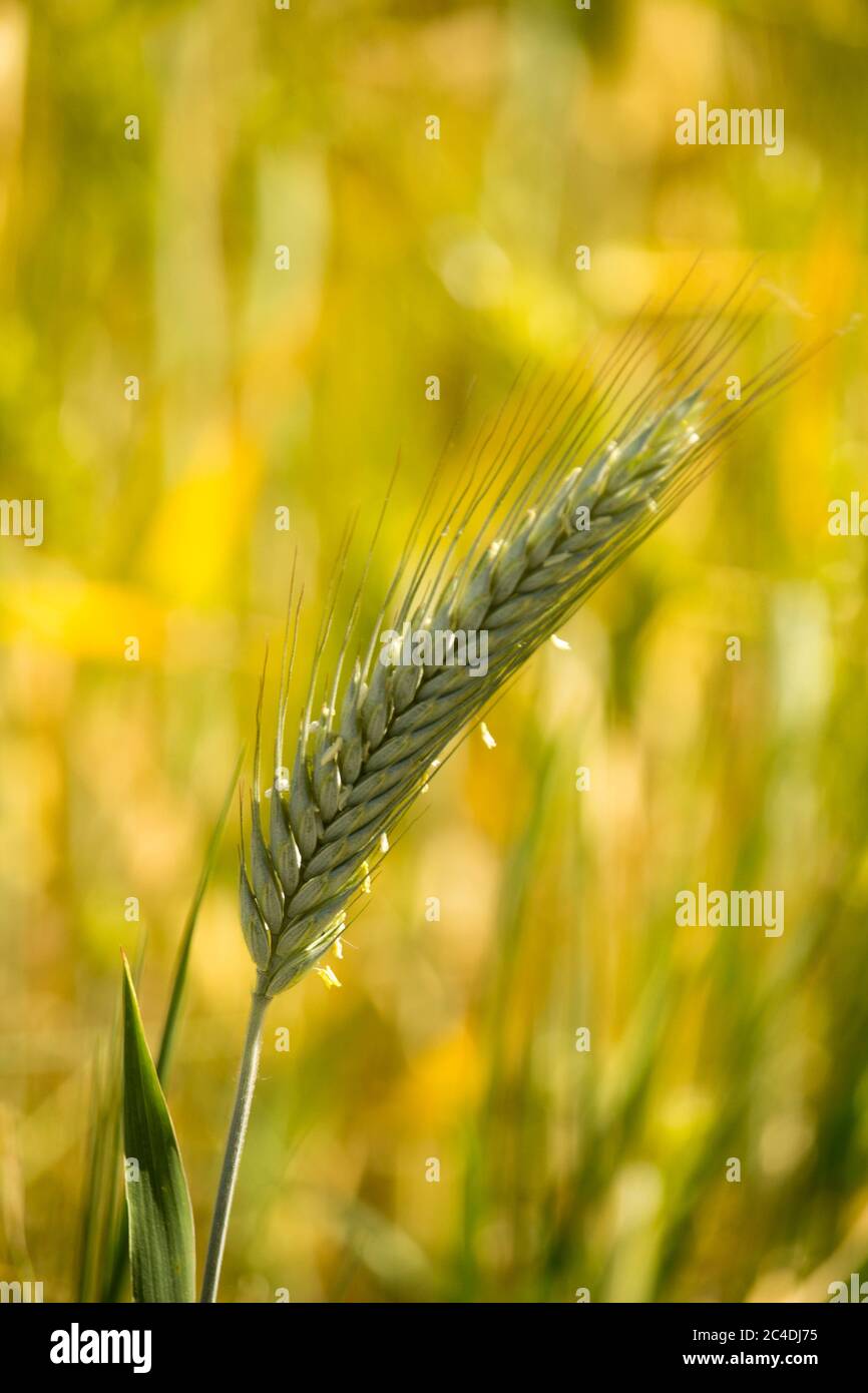 Vertical shot of single green wheat surrounded by a field during ...