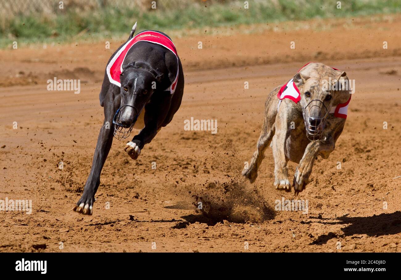 greyhound running racing Stock Photo - Alamy