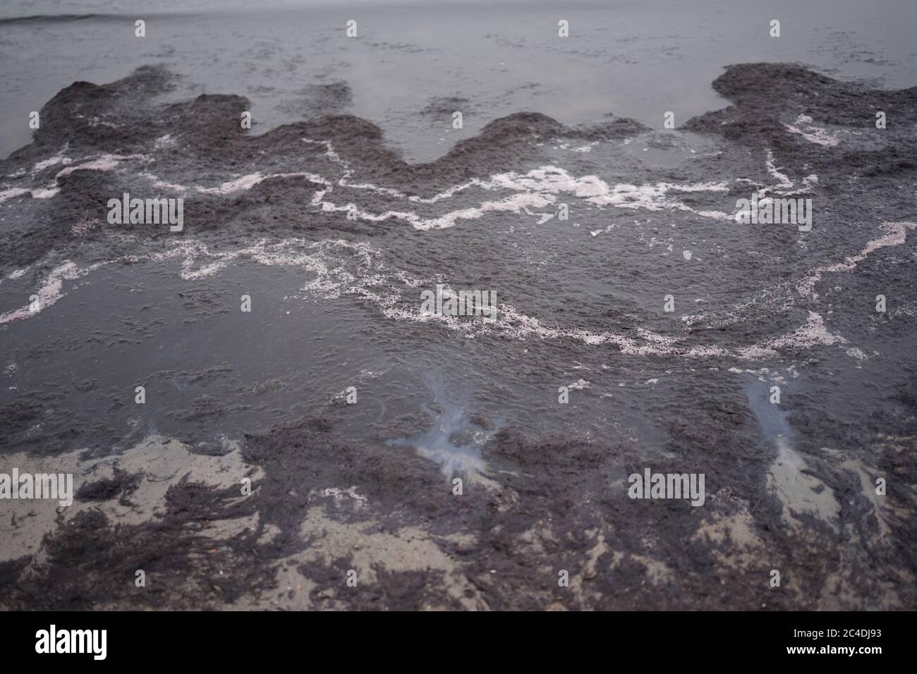 Seaweed decomposition hi-res stock photography and images - Alamy