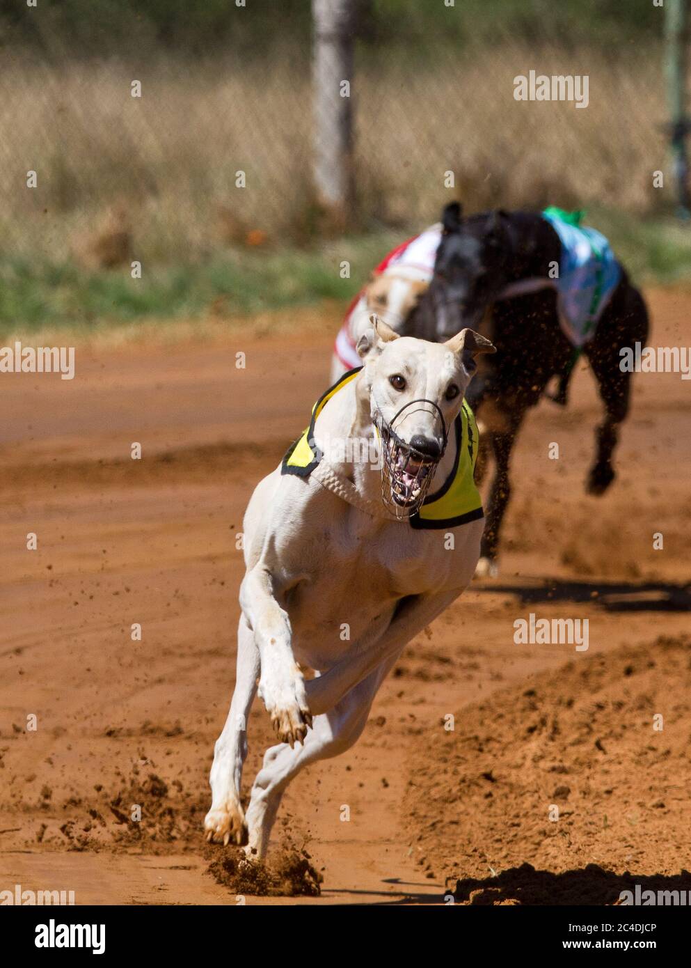 greyhound running racing Stock Photo - Alamy