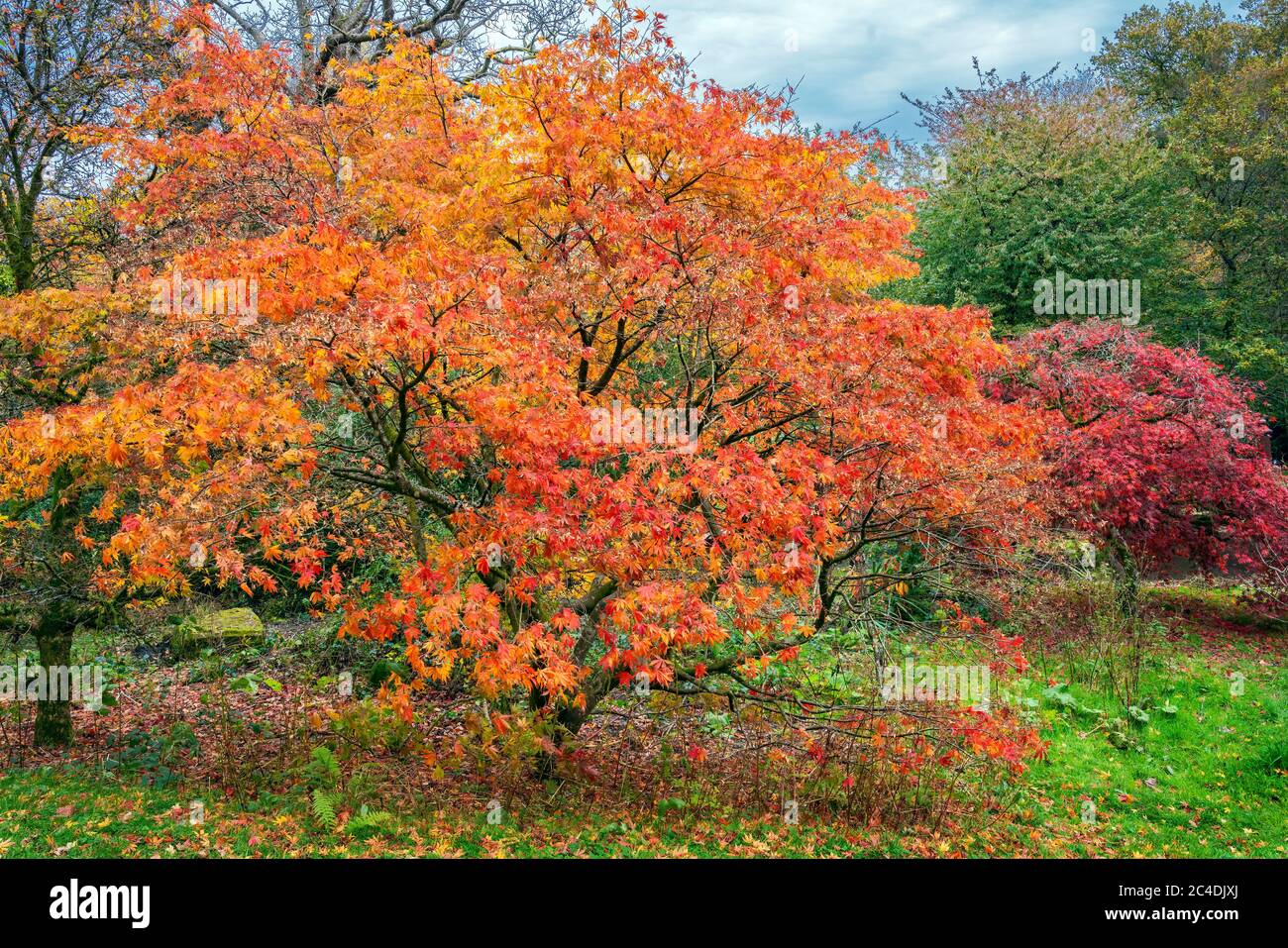 Acer tree with leaves turning red and yellow color in the Autumn fall ...