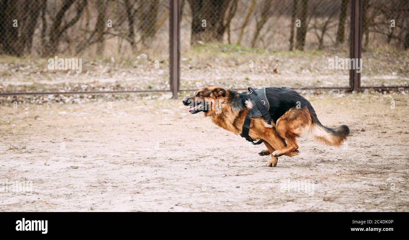 Fast running German Shepherd Dog at training. Alsatian Wolf Dog Stock ...